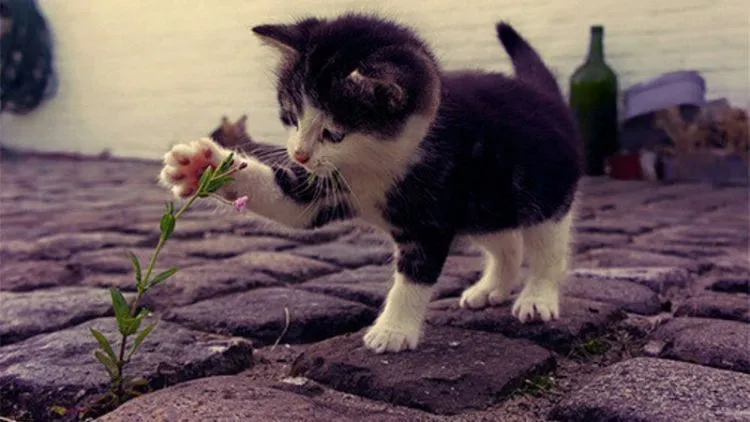 Ugly : Kucing Jalanan yang Mampu Mengajarkan Makna Kehidupan di Hari ...