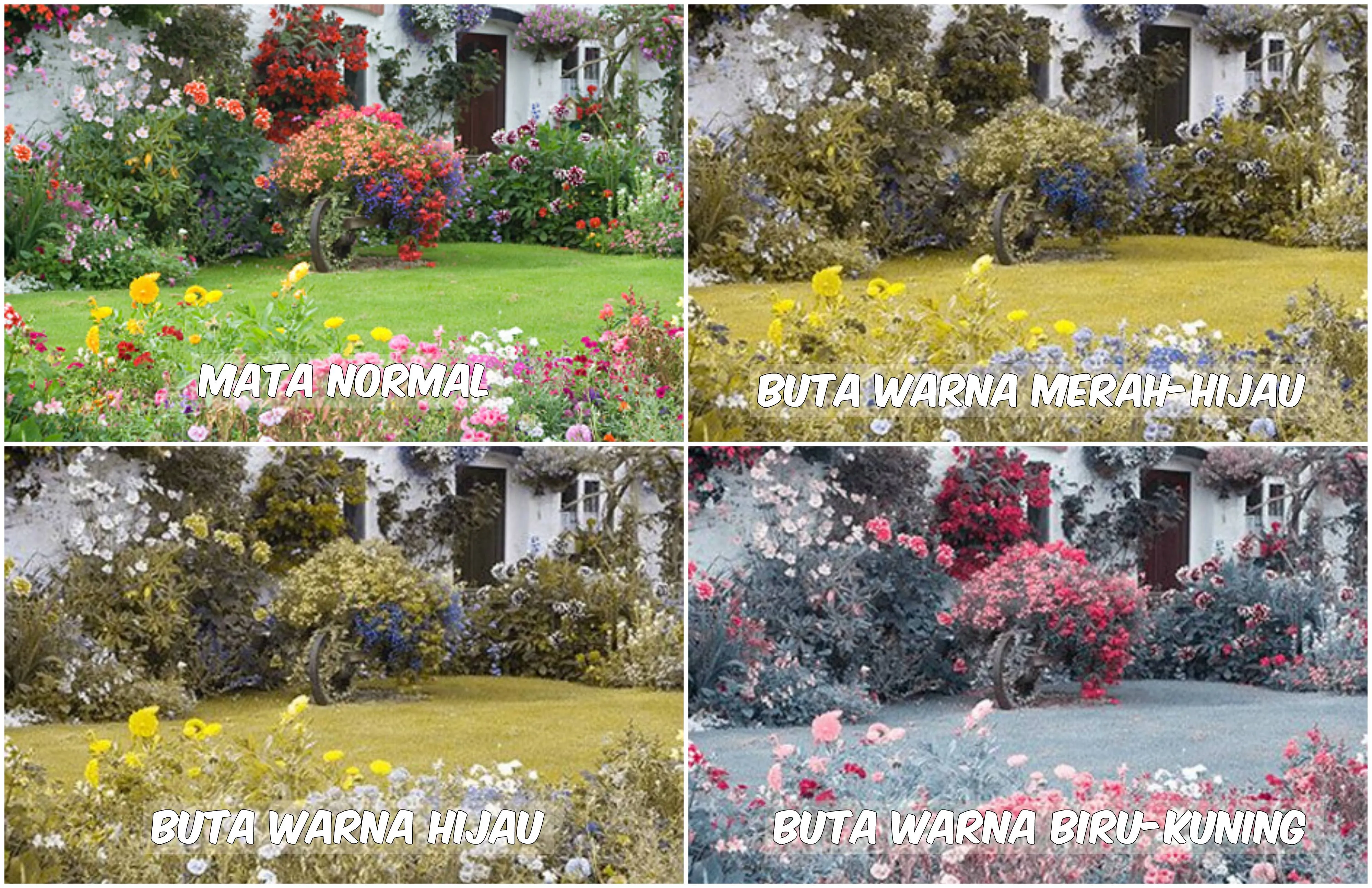 Begini Pemandangan yang Dilihat oleh Penderita Buta Warna. Fotografer ...