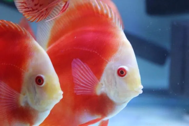 7 Fakta Unik ‘Discus’ Si Raja Ikan Hias