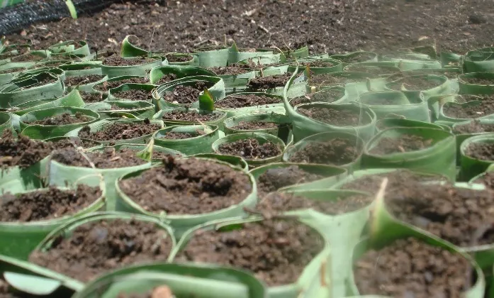 6 Manfaat Daun Pisang yang Jarang Diketahui Orang, Nggak Cuma Jadi ...