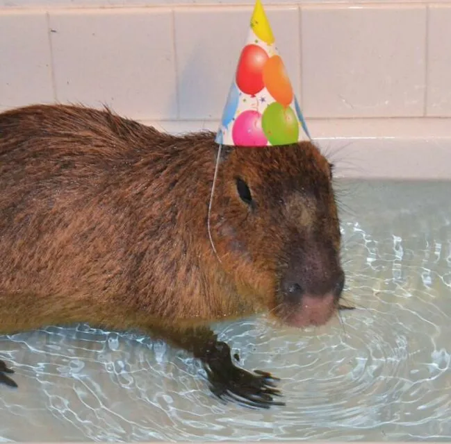 6 Fakta Unik Capybara, Hewan Pengerat Terbesar yang Viral jadi Meme ...