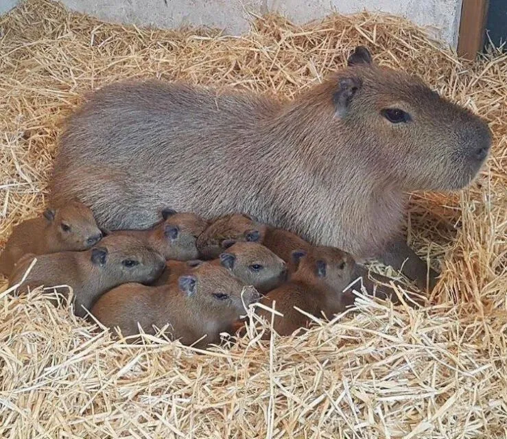6 Fakta Unik Capybara, Hewan Pengerat Terbesar yang Viral jadi Meme ...