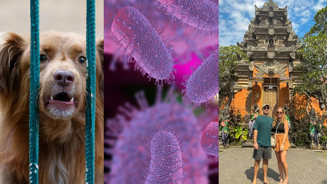 Rabies di Bali Naik, Ini Pertolongan Pertama untuk Rabies yang Wajib ...